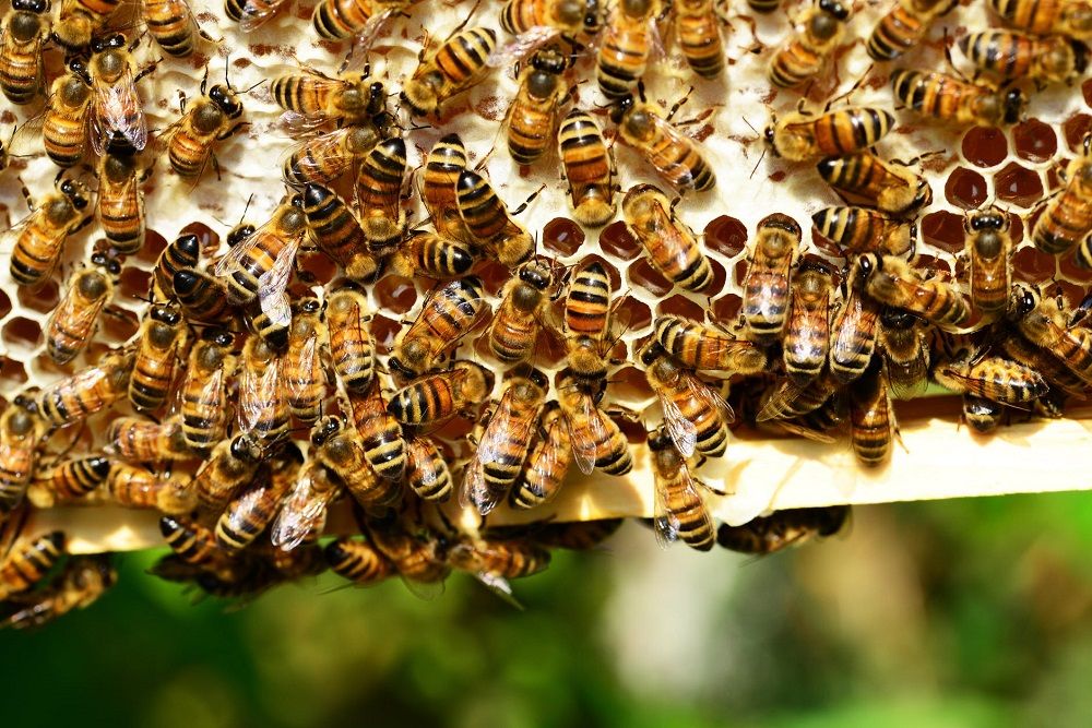 37 Million Bees Found Dead In Ontario, Canada After Planting Large GMO ...