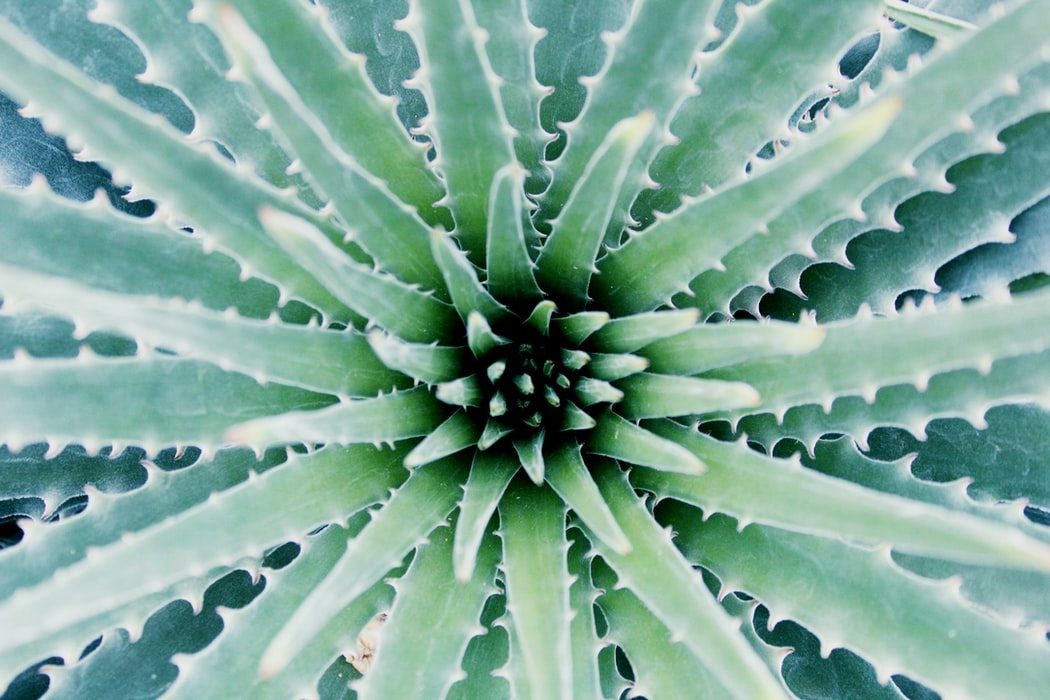 Study: The 10 Best Indoor Plants for Eliminating Toxic Air Pollution ...